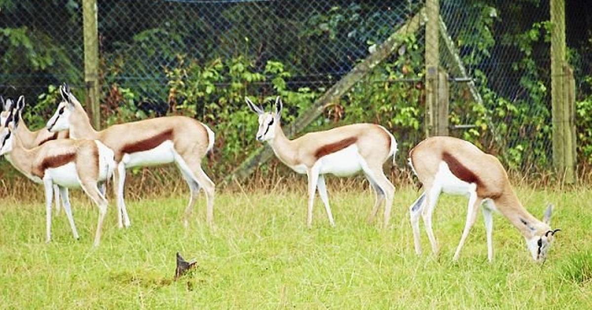 Hvilke dyr er hurtigst og stærkest?