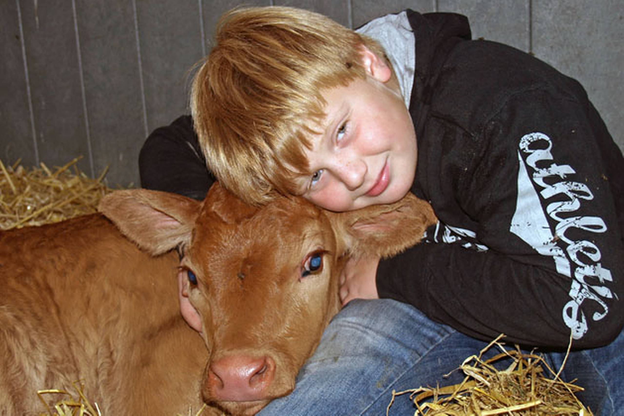 Kalven Bambi er et lille hverdagsmirakel - Din Avis