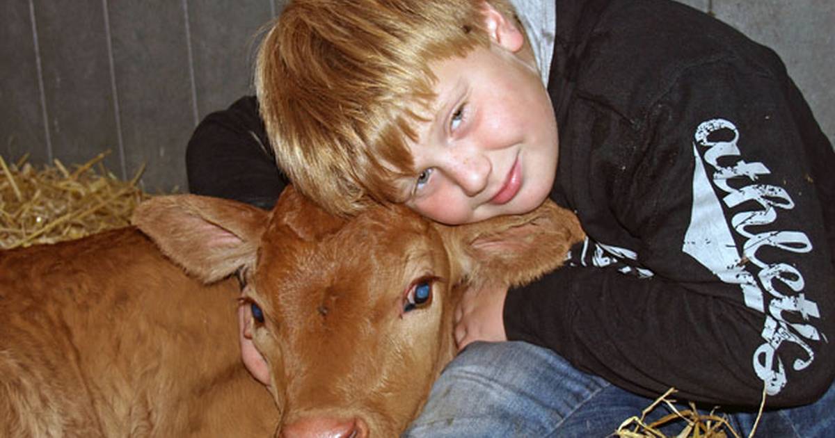 Kalven Bambi er et lille hverdagsmirakel - Din Avis
