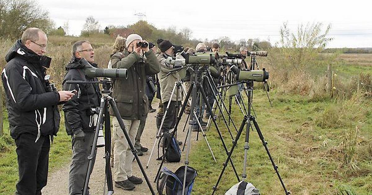 Fuglefolk amok ved Aarslev Engsø - Din Avis