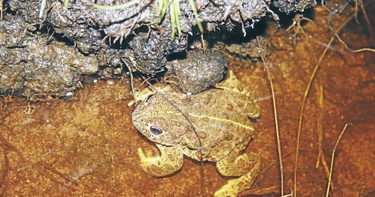 En aften med kvækkende frøer - Din Avis