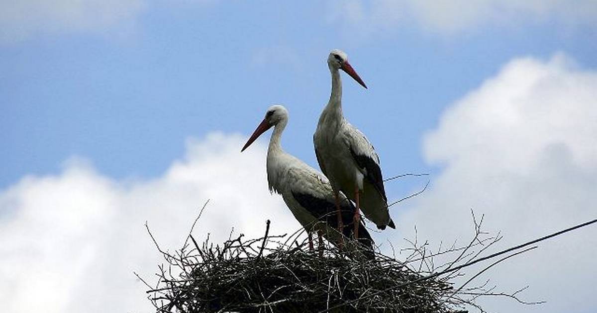 Storke-unger skal have navne - Din Avis