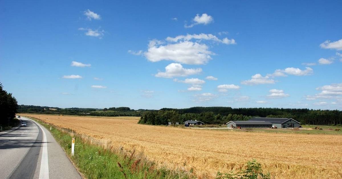 Hvem mangler en stor sort hund? - Din Avis