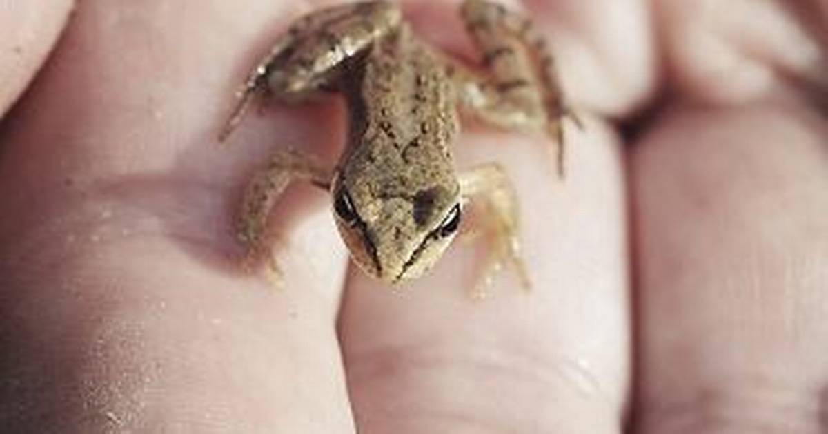 Frøer vrimler frem fra vandhullerne