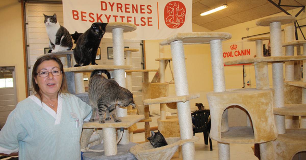 Kattehjem drukner i forsømte katte - Din Avis