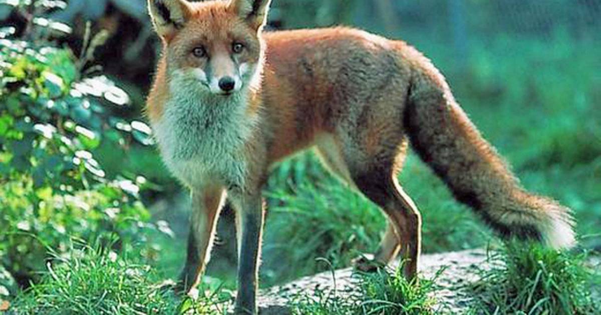 Vildtforskere skal tjekke ræv og grævling