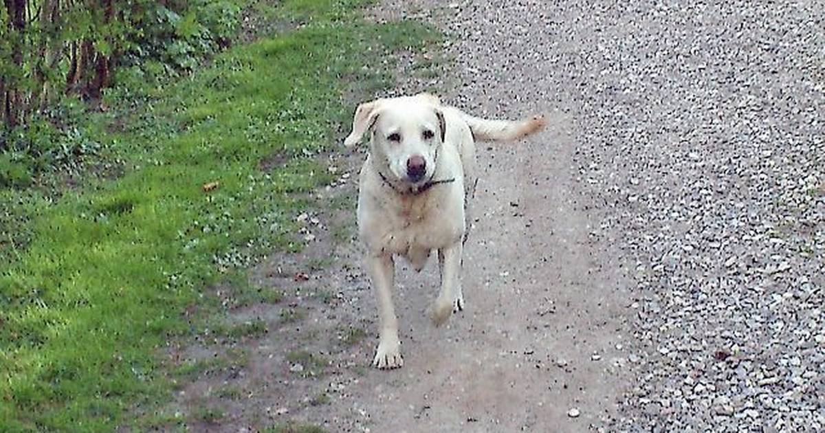 Hvem ejer den her gule labrador? - Din Avis