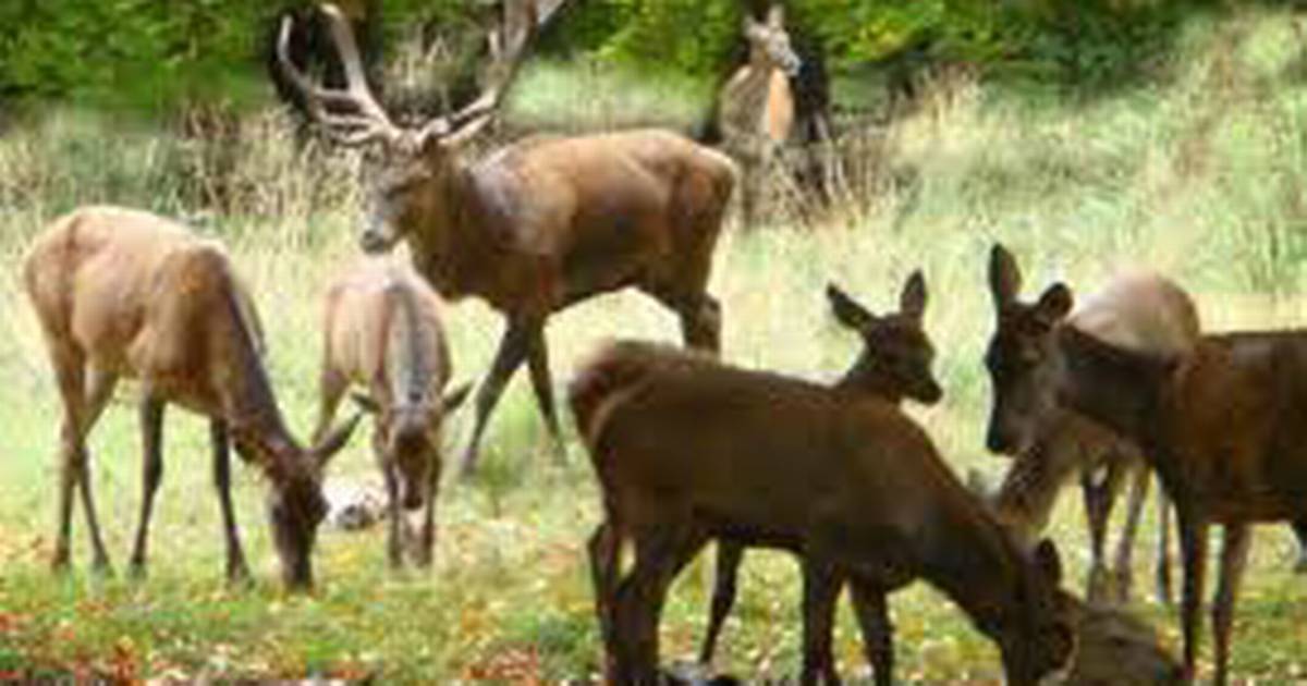 Jagt-udbyttet går tilbage efter et par kolde vintre - Din Avis