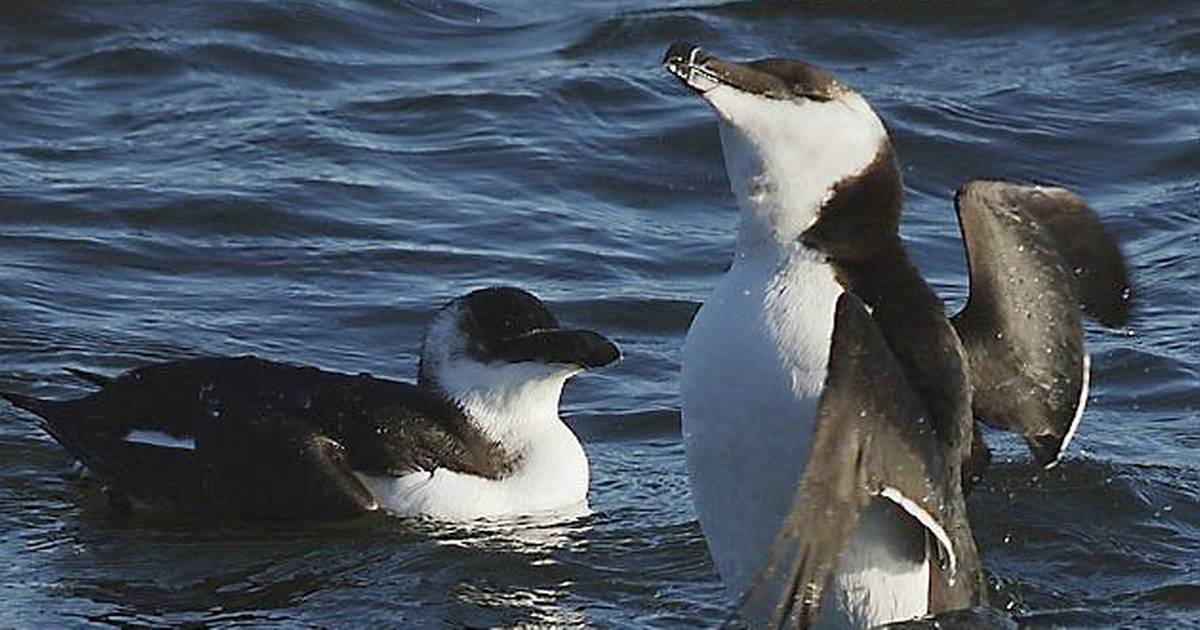 Pingviner på visit i Øresund