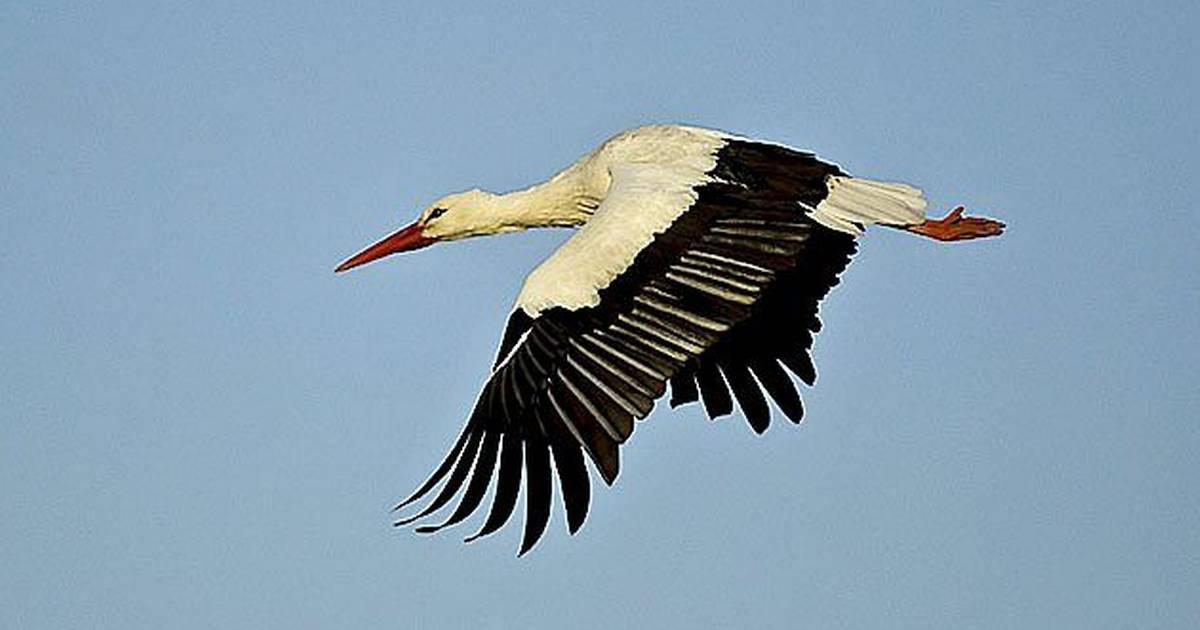 Storken Oskar stortrives trods vinterkulden - Din Avis