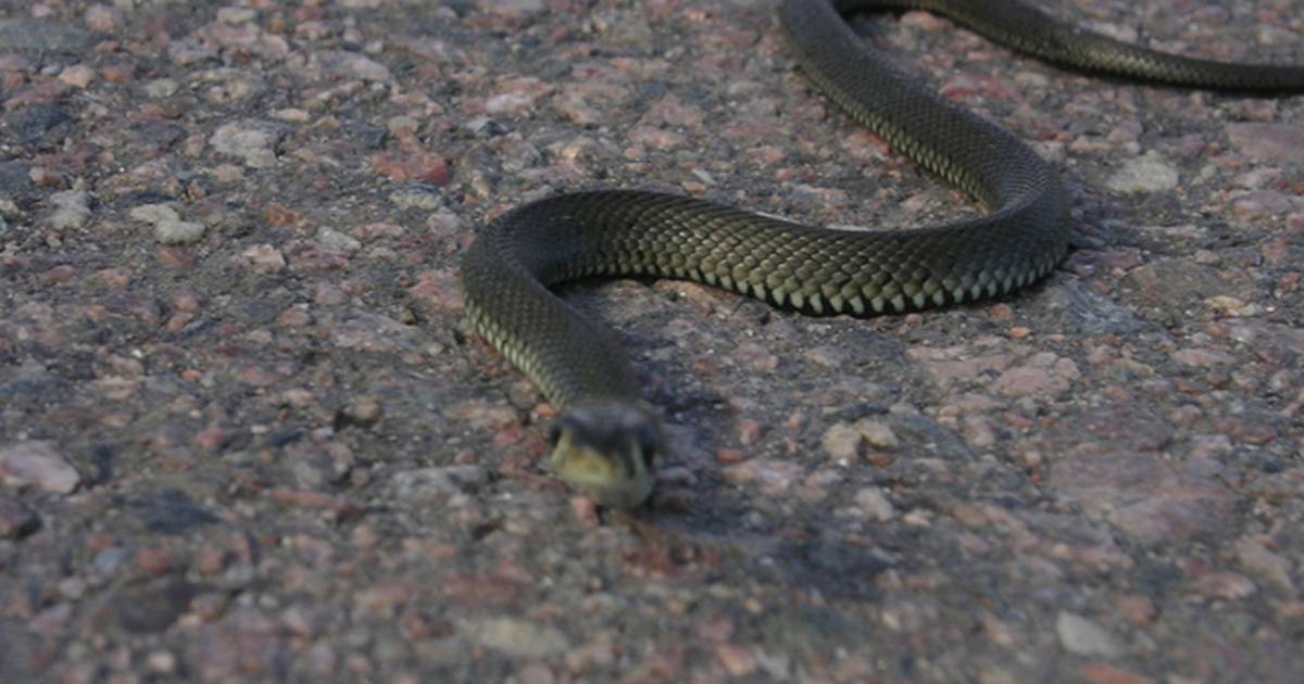 Slange overraskede beboer i entré - Din Avis