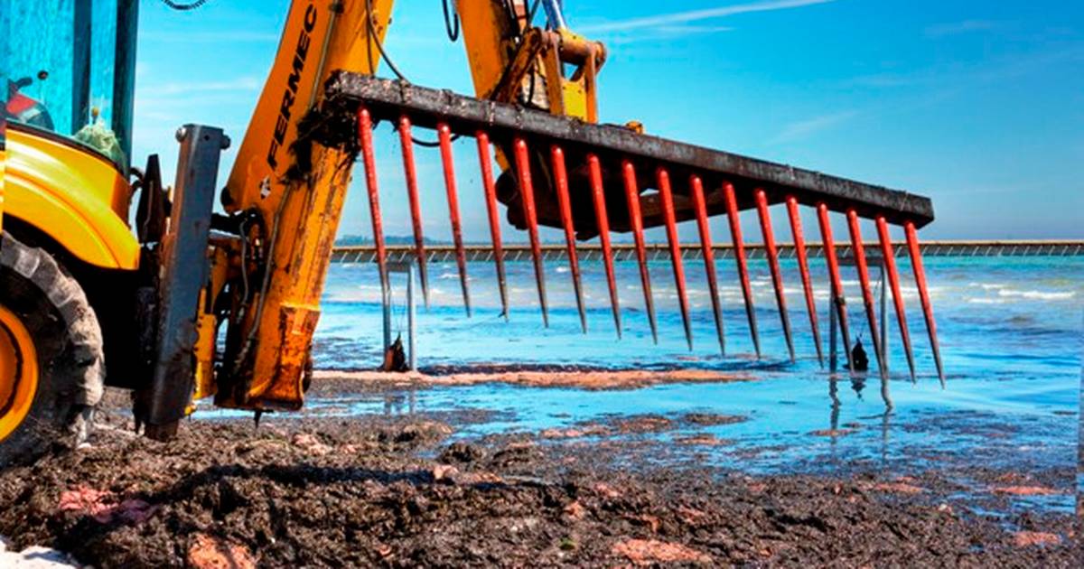 Tang fra stranden bliver til varme i stuen - Din Avis