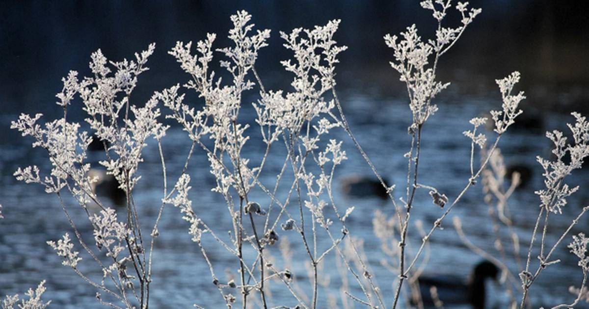 Foråret starter med frostvejr - Din Avis