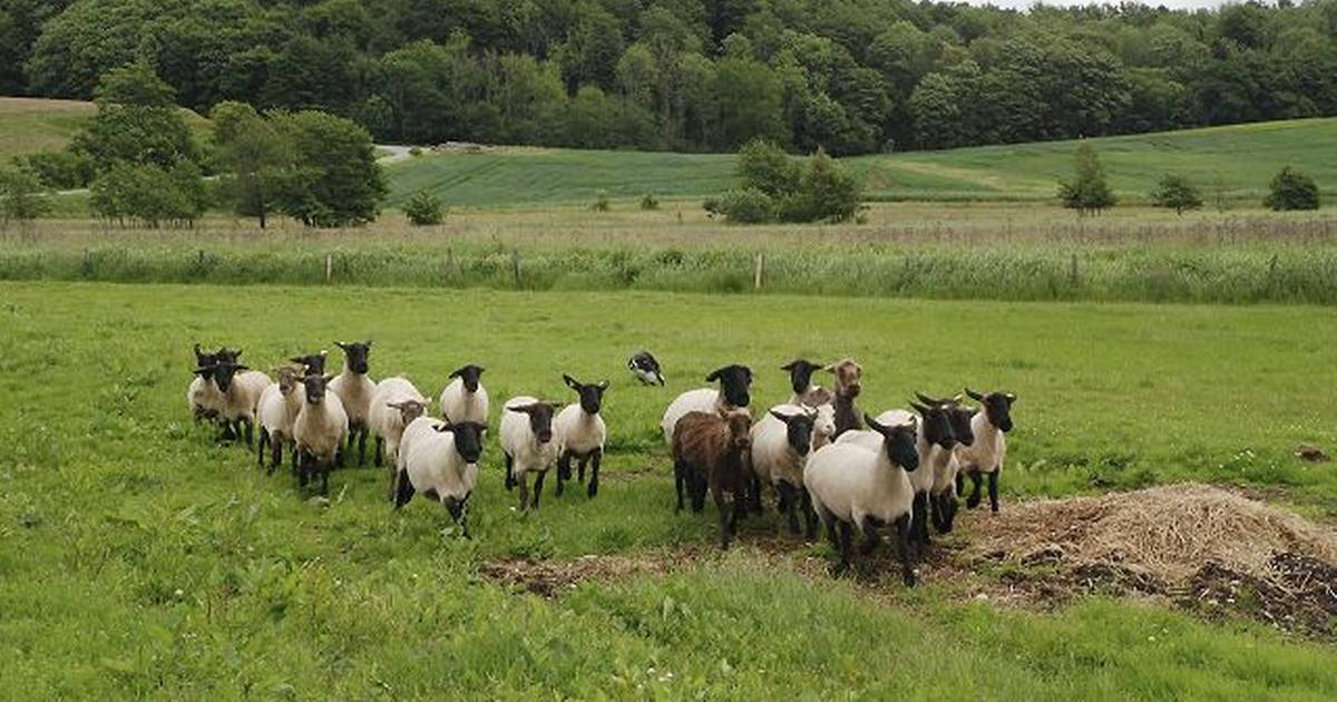 Oddere og får på vej ind i byen - Din Avis