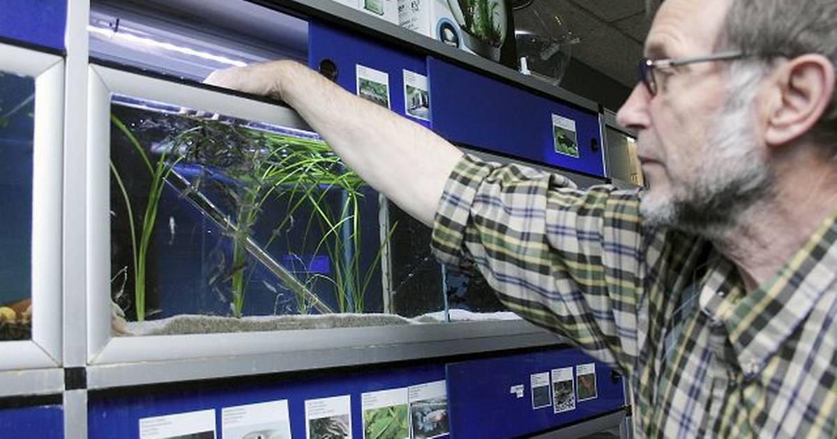 Fiskene udvider i Farveservice - Din Avis