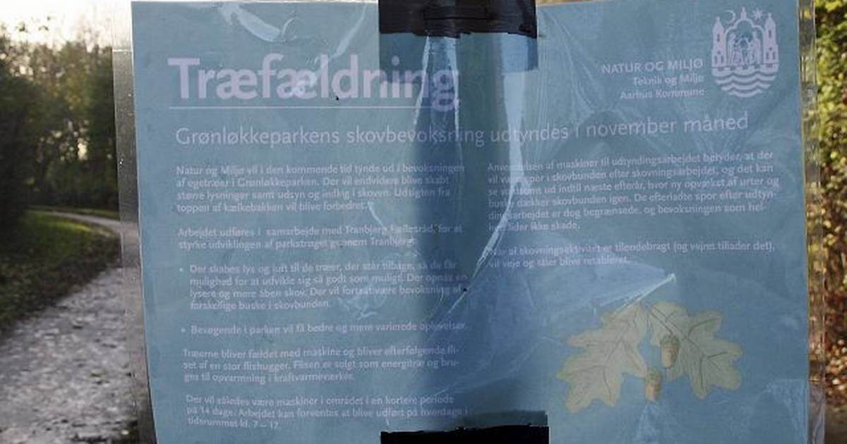 Fældede Tranbjerg-træer skal give lys - Din Avis