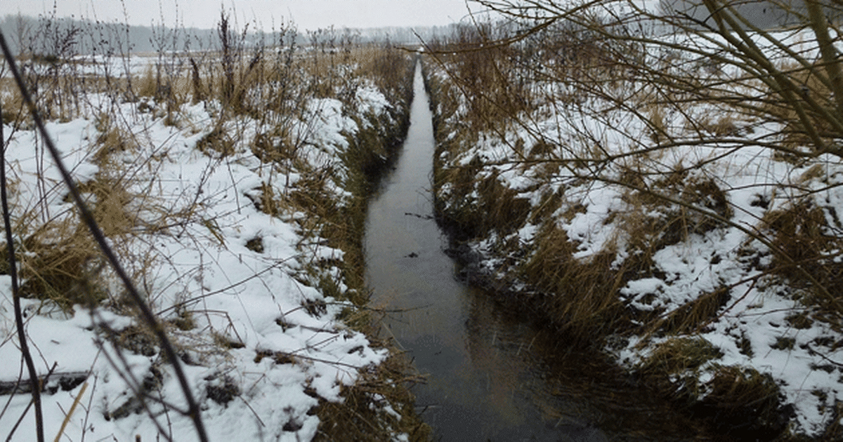 Hedekanalen har fået nyt liv efter spildevandsrensning - Din Avis