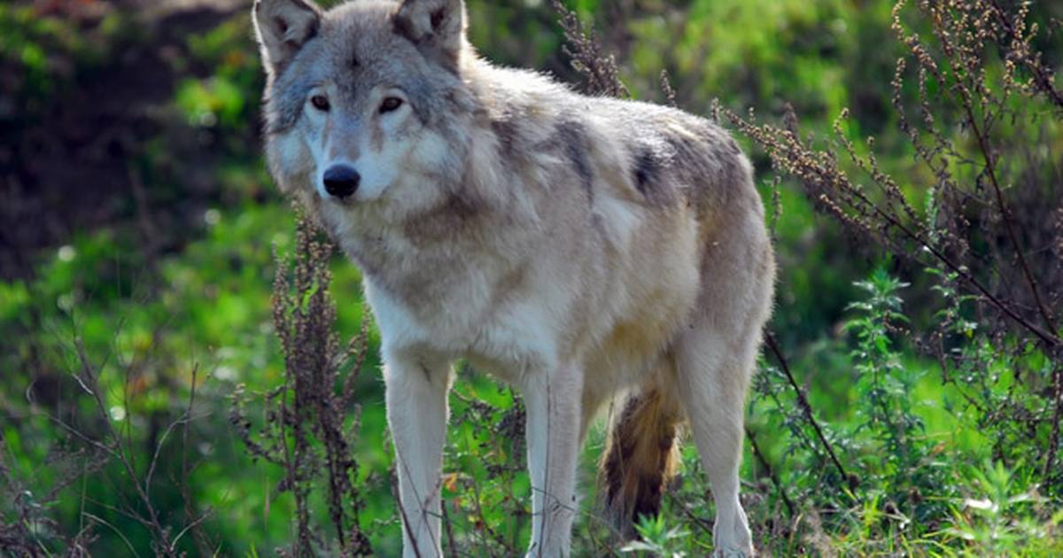 Ulven kan snart være her på Djursland - Din Avis