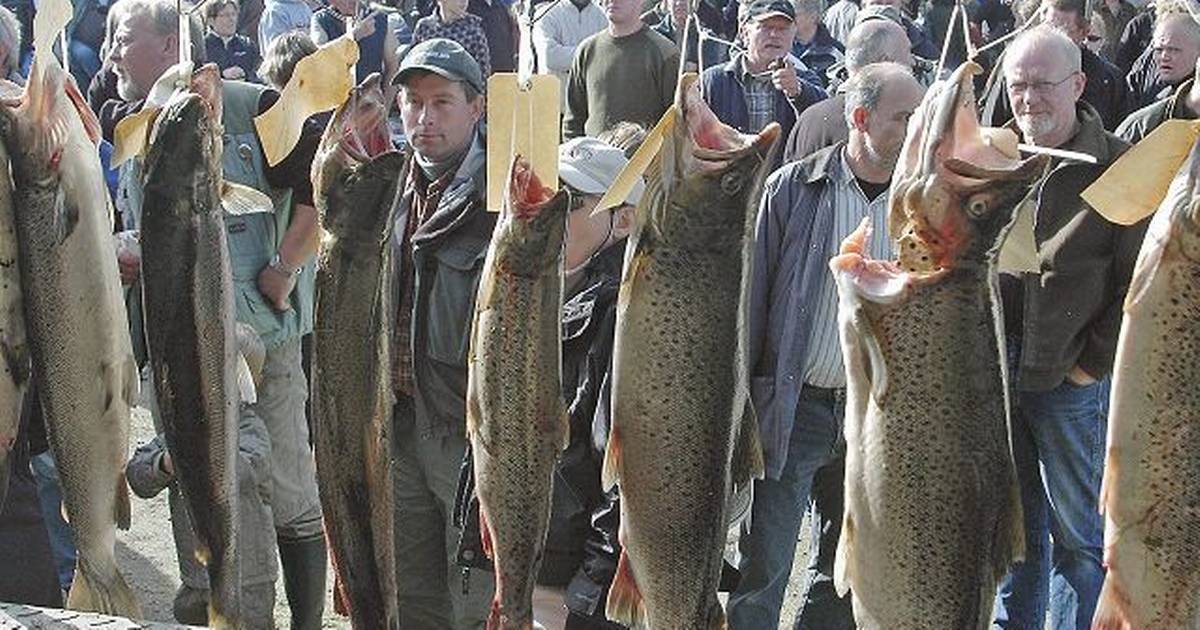 Laks gyder godt i pengekassen - Din Avis