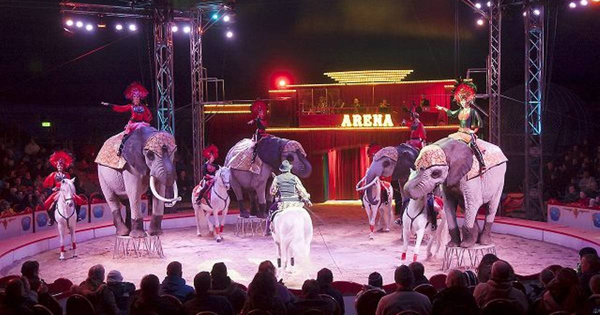 Se de glade vindere af cirkusbilletter - Din Avis