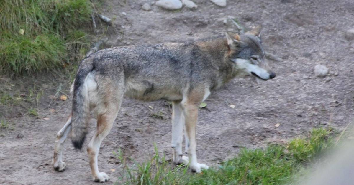 Er ulven kommet til Glesborg? - Din Avis