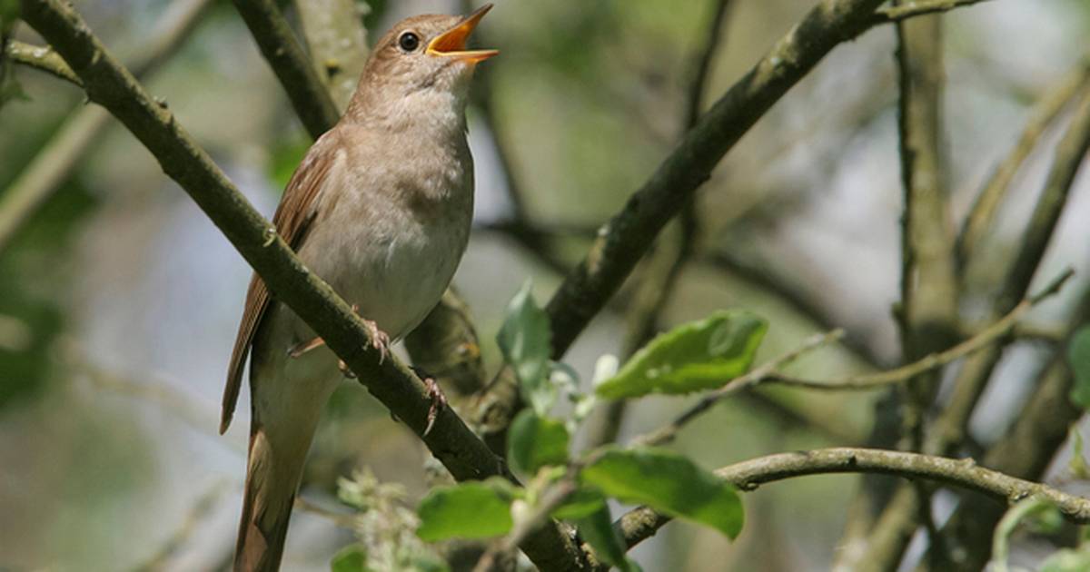 Hør nattergalen synge på Fuglenes Dag - Din Avis