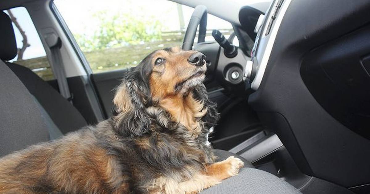 Dyr + bil = dårlig cocktail - Din Avis