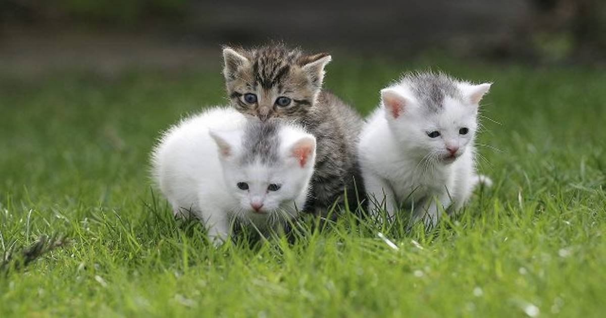 Dyrlæger afliver mange killinger - Din Avis