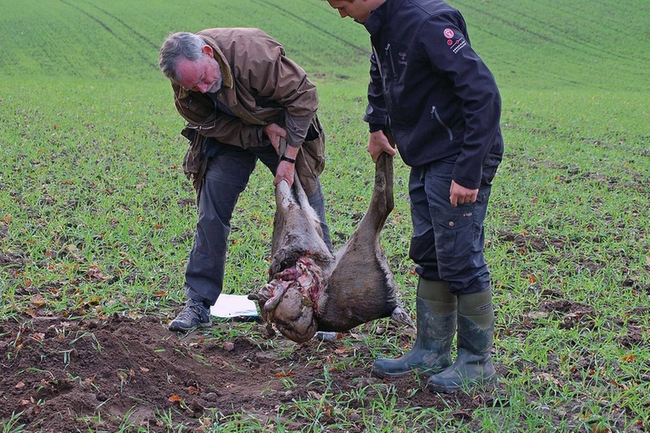 Sika-hjort bærer spor af ulveangreb - Din Avis