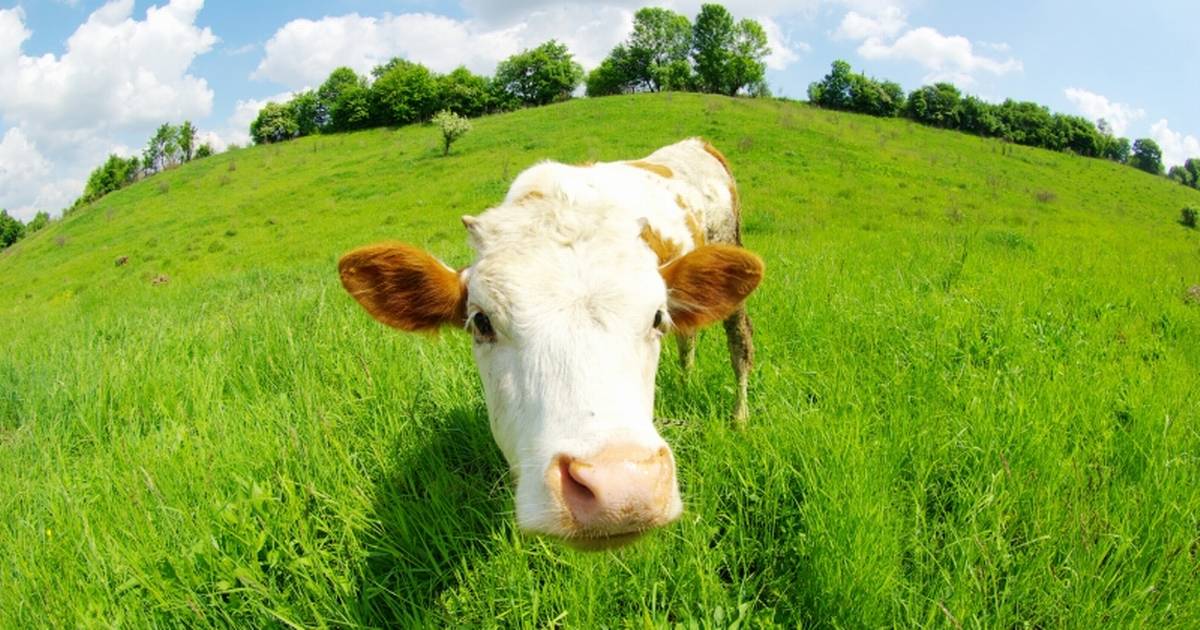 Arla i spil til arbejsmiljø-pris - Din Avis