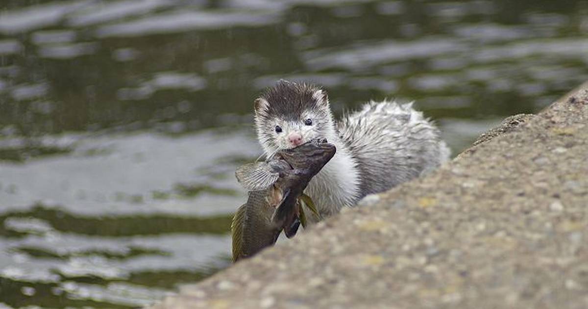 Udbryder-mink tømmer haver for guldfisk og fugleunger - Din Avis