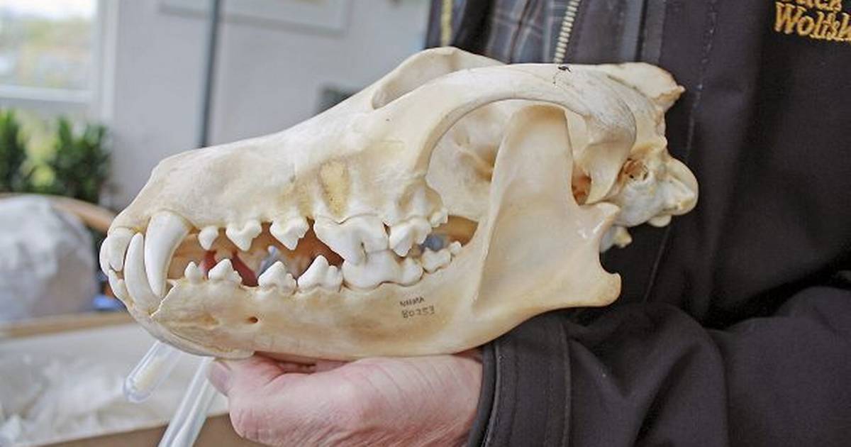 Mød Danmarks Mr. Wolf - Din Avis