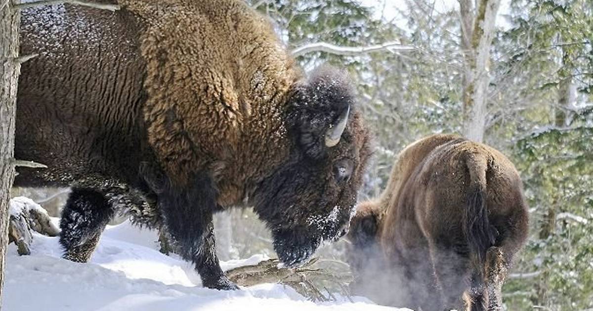Prins Richard har sat bisonokser ud - Din Avis