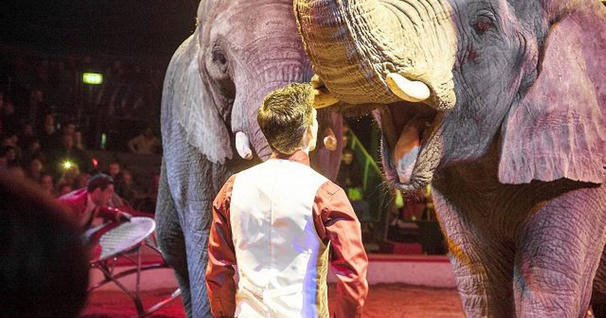 Cirkus Arena kommer til byen - Din Avis