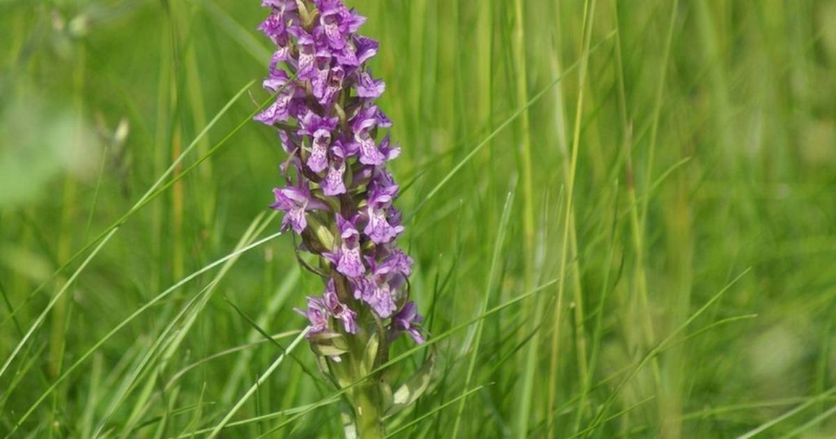 Fredede blomster ryddet i stor stil - Din Avis