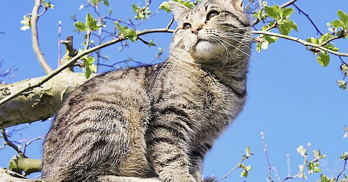 Skudt efter kat med luftgevær - Din Avis