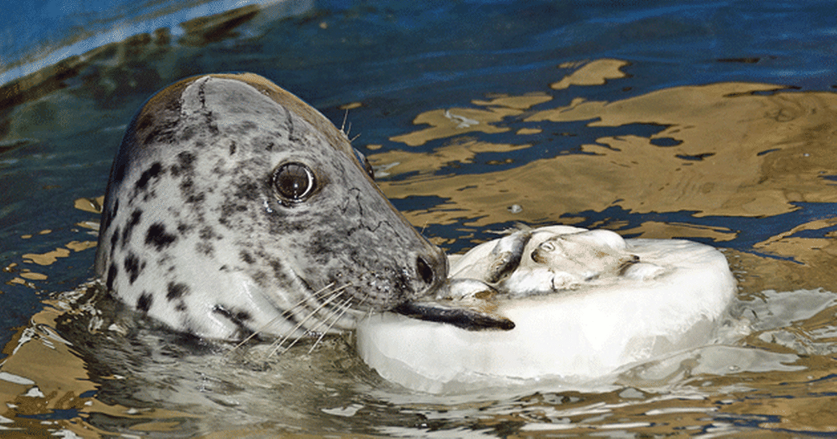 Liv, Felix og Tulle flyttede sammen igen uden luffeslag - Din Avis