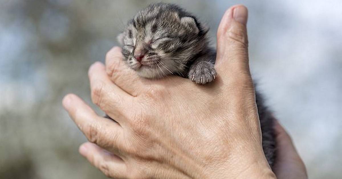 Kattekillinger ryger ud som affald - Din Avis