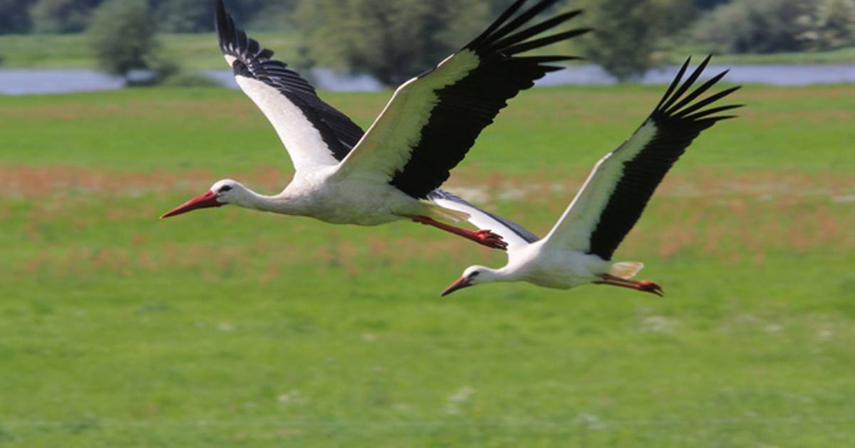 Flere reder skal lokke storken til Furesø - Din Avis