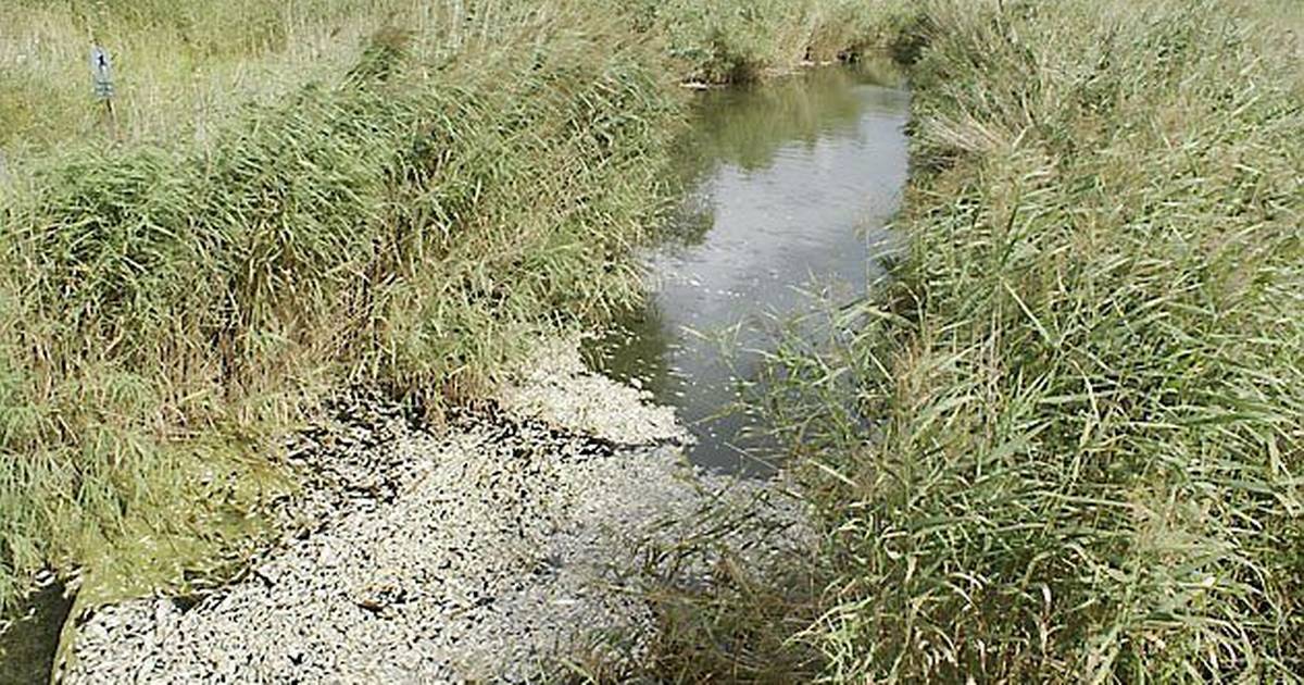 Døde fisk i Selsø Sluse skyldes iltsvind - Din Avis