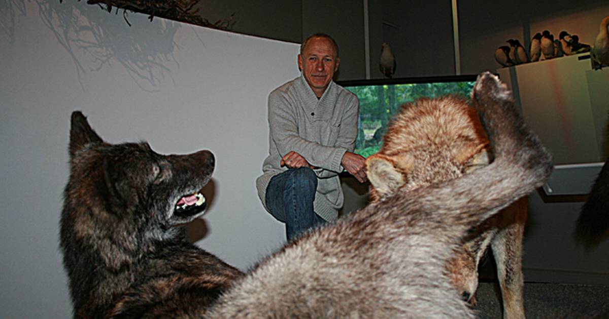 Ulven sætter aftryk på Aarhus-museum - Din Avis