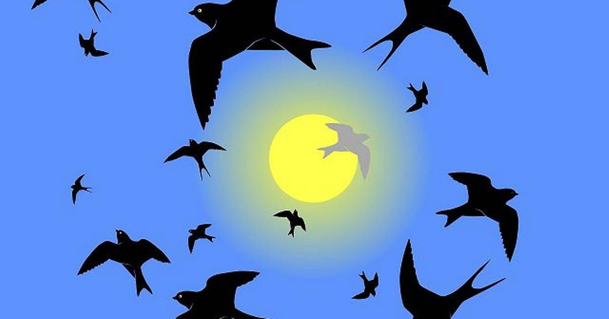 Hvorfor skal svalen have egen gang? - Din Avis