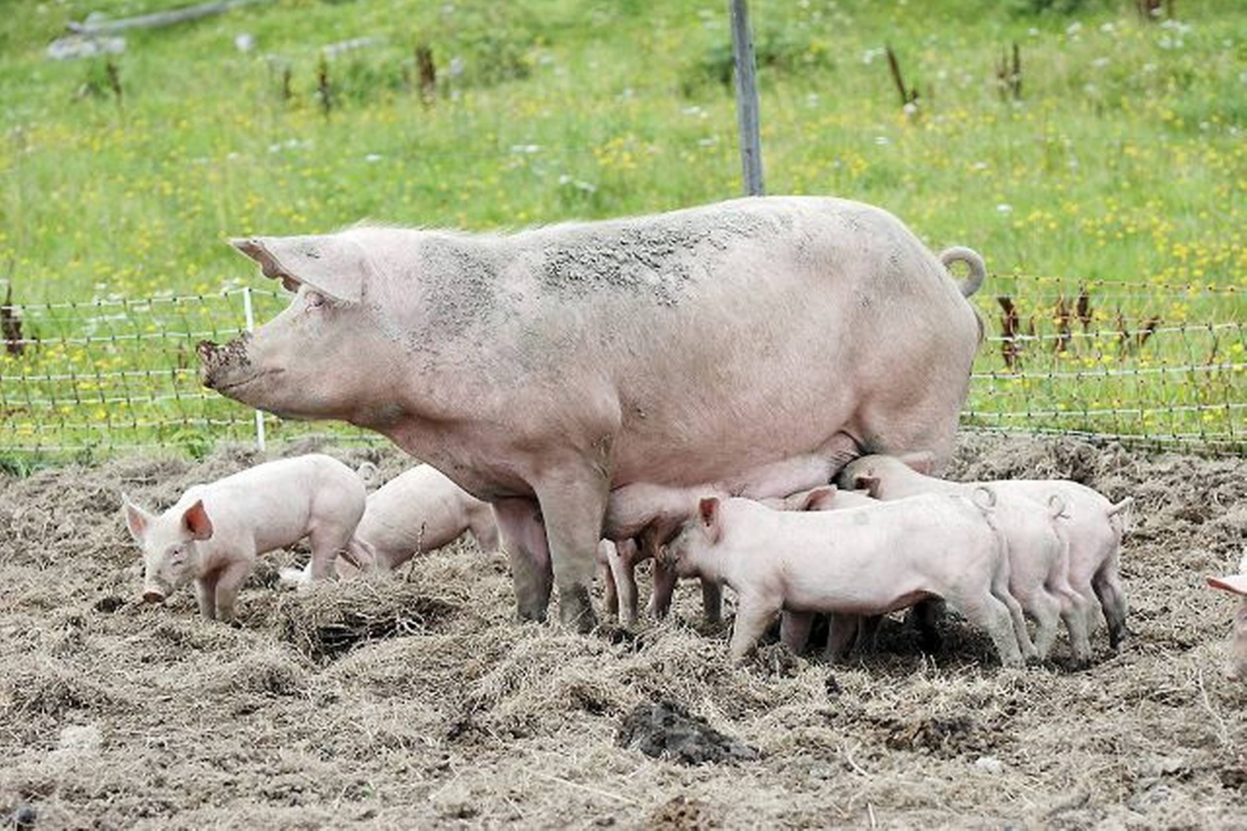 Svinebestanden er i vækst vest for Storebælt - Din Avis