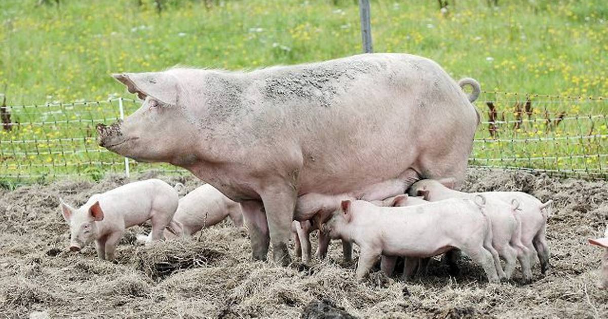 Svinebestanden er i vækst vest for Storebælt - Din Avis