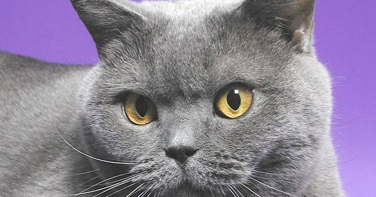 Katte fra hele verden i Albertslund - Din Avis