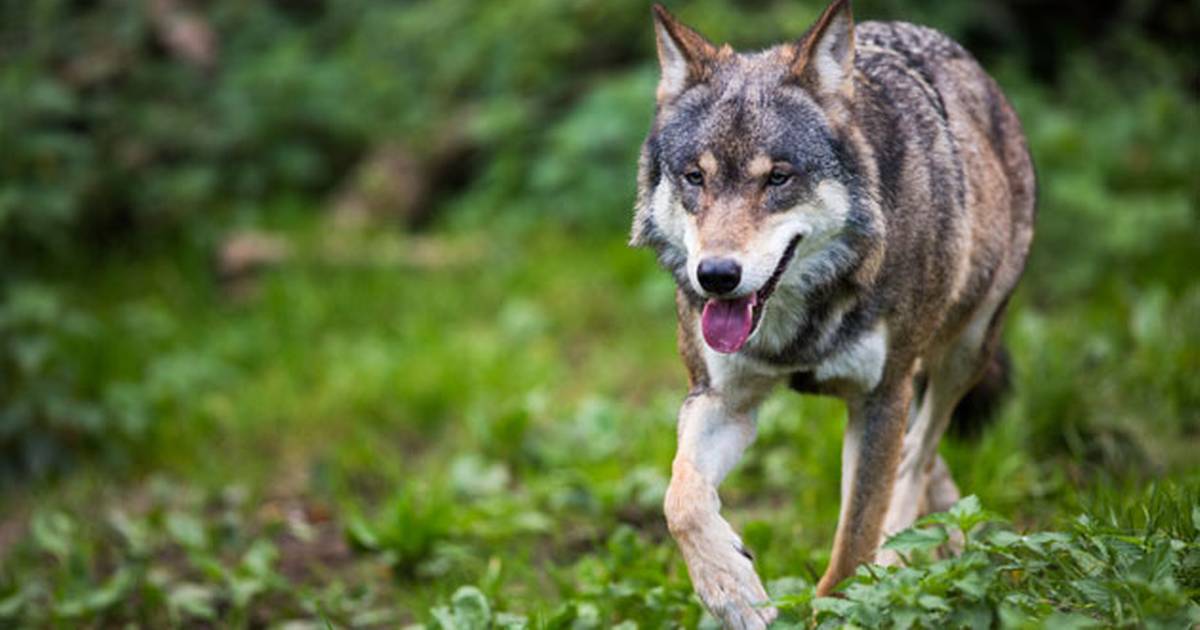 Anderledes eventyr om Danmarks ufarlige ulv