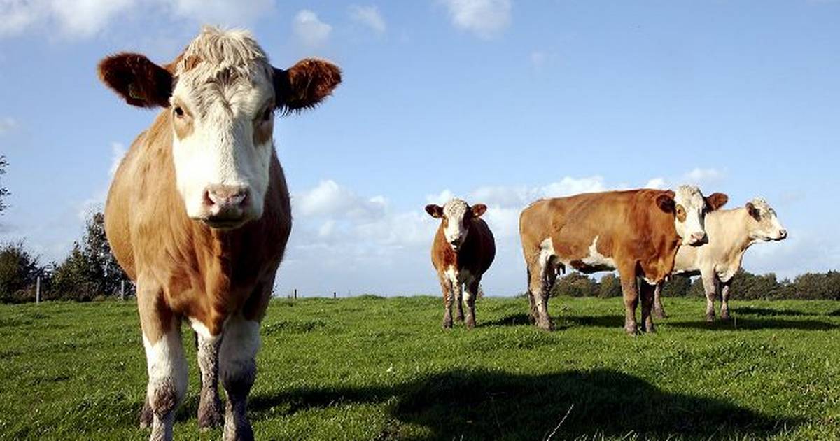 Spis oksekød med god samvittighed - Din Avis