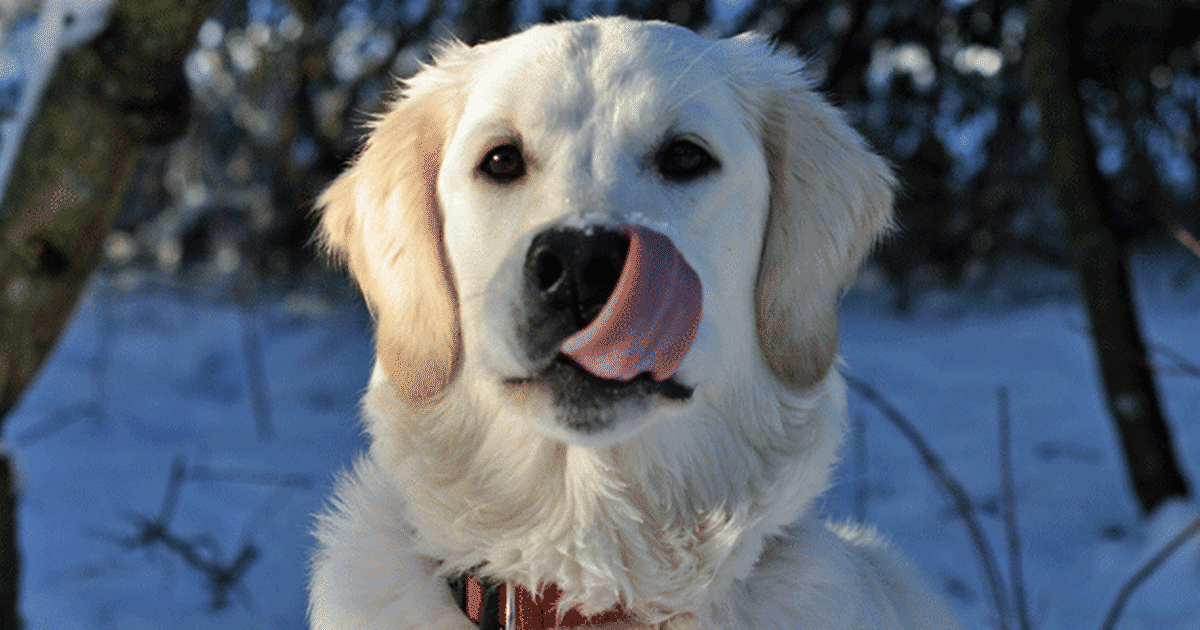 Muffi bliver landskendt supermodel - Din Avis