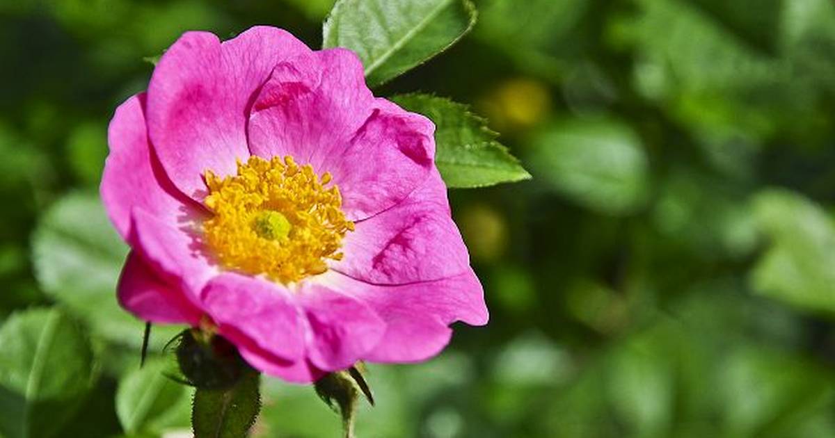 Ramt af rosenfeber? Se her de skønneste roser til haven - Din Avis