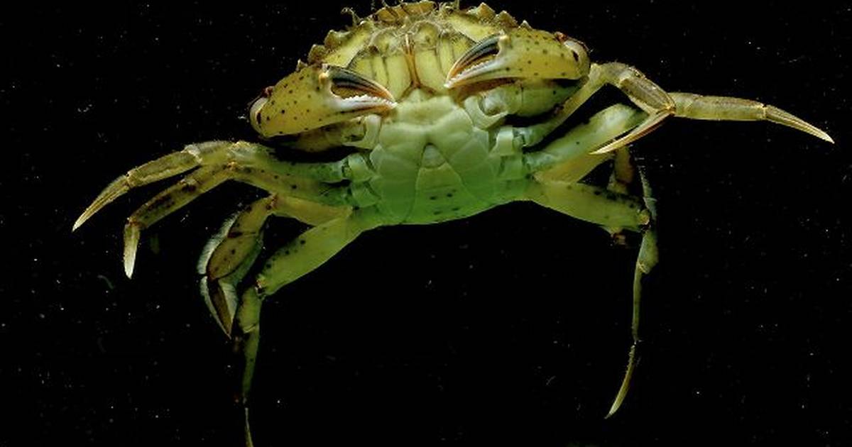 Opskrift- Sådan fanger du en strandkrabbe - og undgår at blive knebet ...